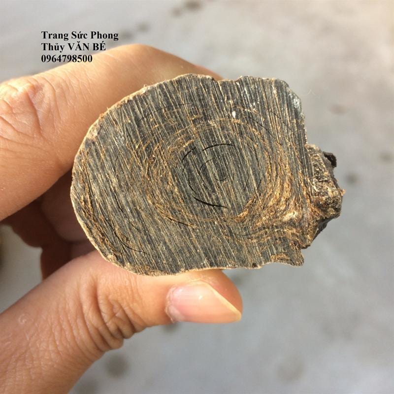 Lách bảng San Hô Đen và Gỗ Trắc - PHONG THỦY VĂN BÉ